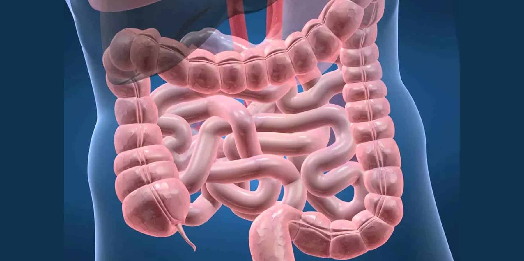 DO YOU NEED PROBIOTICS FOR YOUR GUT HEALTH? | Dispensaries